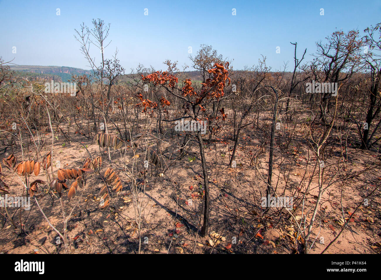 Vegetacao queimada do cerrado Banque de photographies et d’images à ...