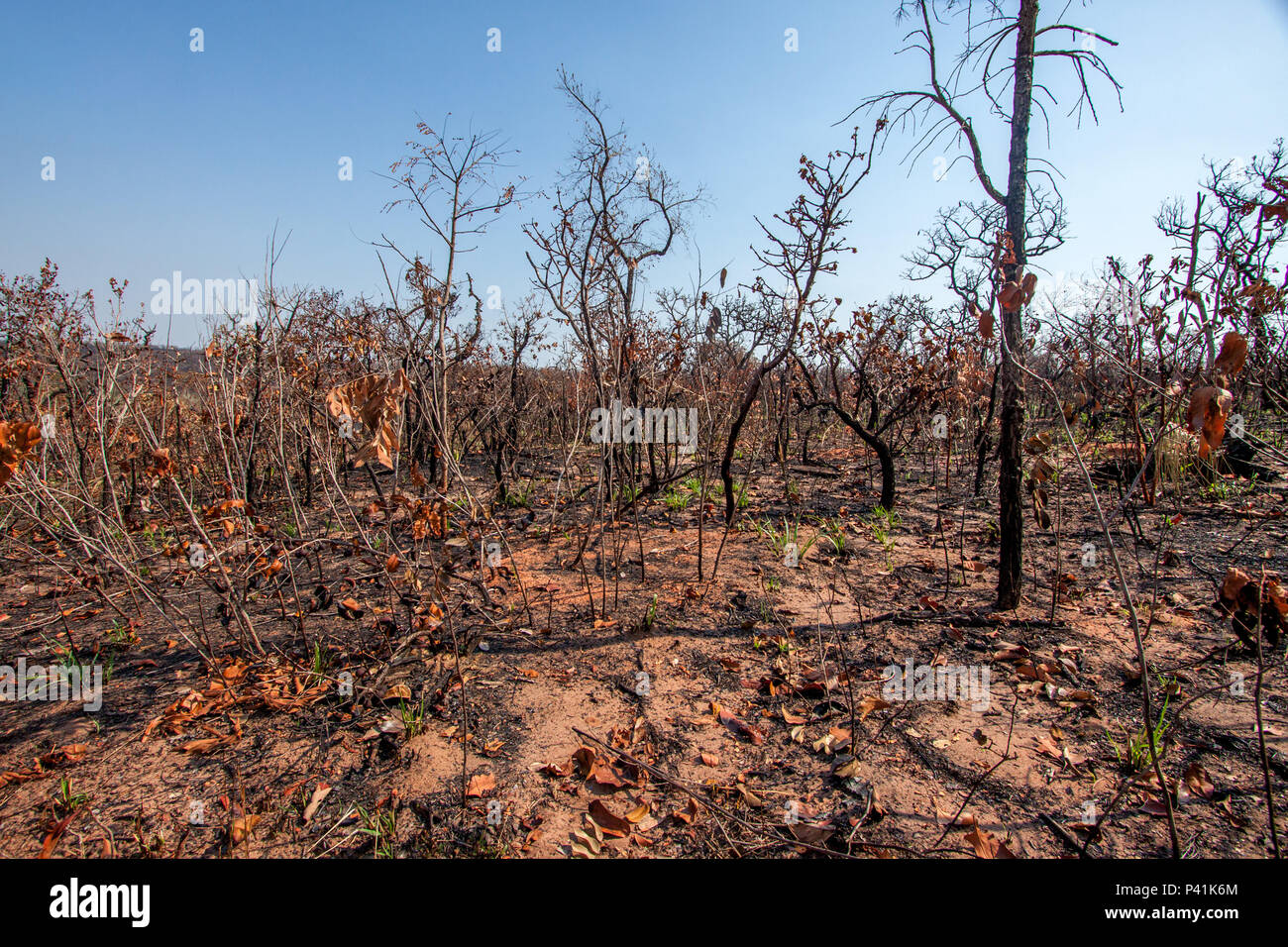 Queimada no cerrado Banque de photographies et d’images à haute ...