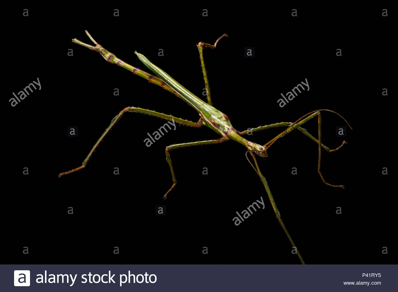 Goliath Stick Insect Banque d'image et photos - Alamy