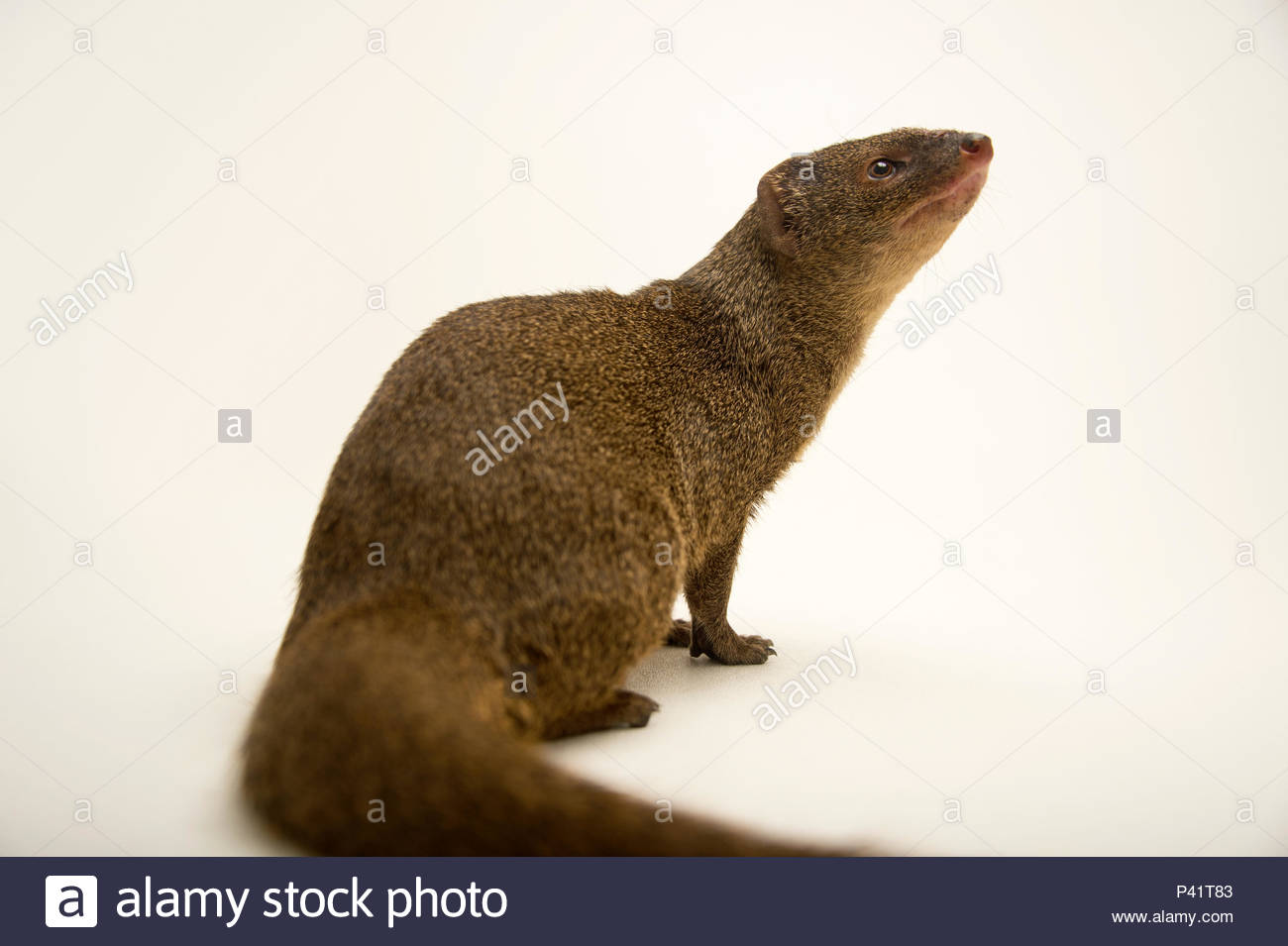 Mangouste Indienne Photos & Mangouste Indienne Images - Alamy