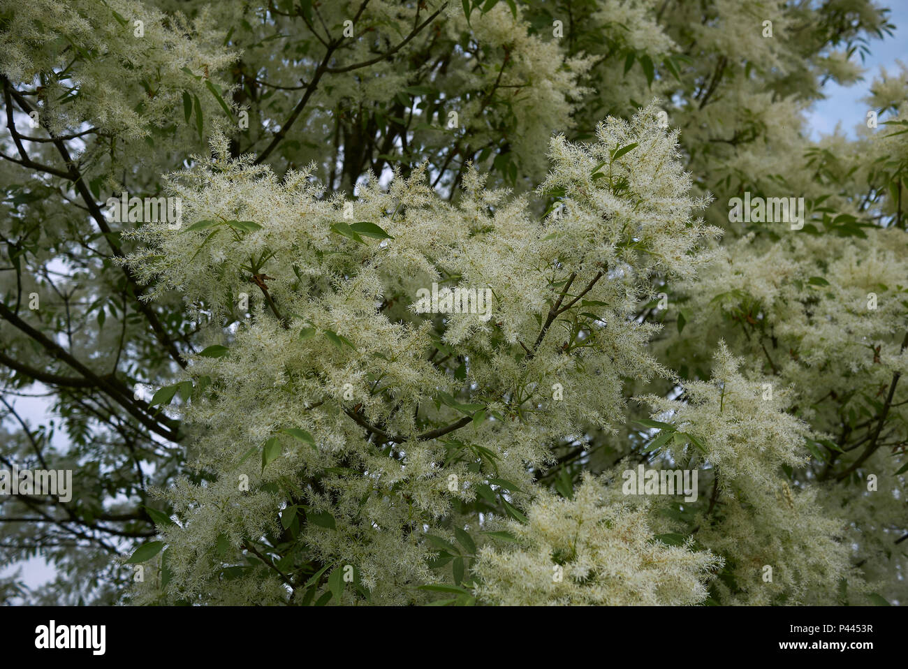 Fraxinus ornus flowering ash tree Banque de photographies et d’images à ...
