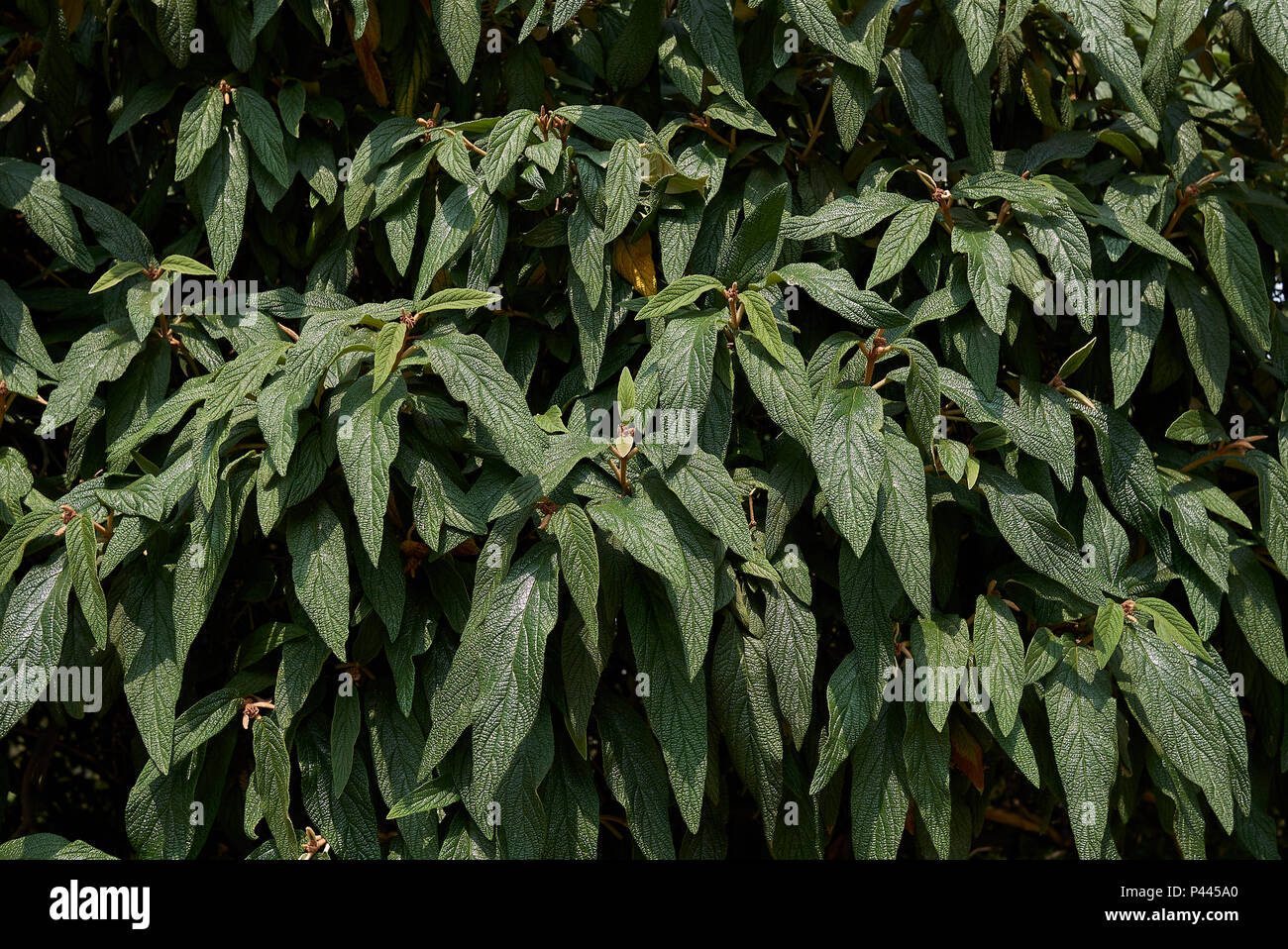 Viburnum rhytidophyllum Banque de photographies et d’images à haute ...