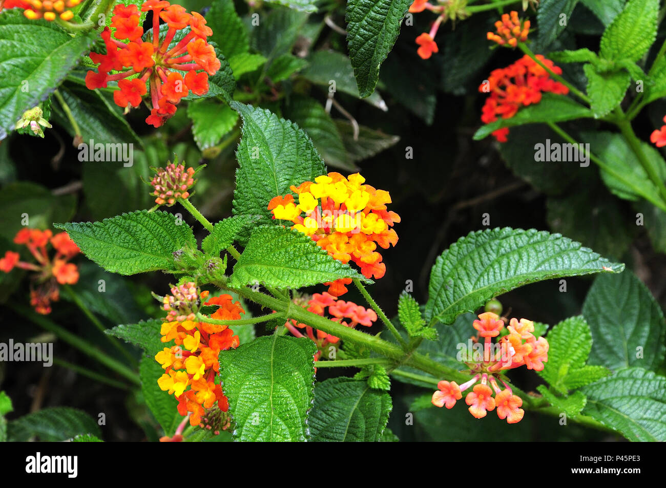 Fleurs de Lantana camara, appelé aussi tickberry ou sauge blanche, avec ...
