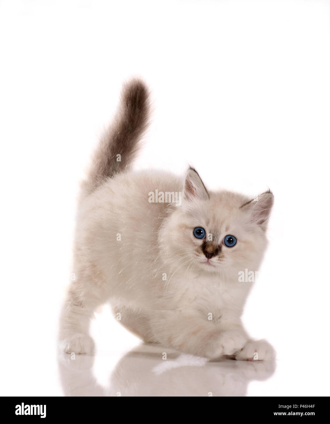 Birman blue tabby point Banque de photographies et d’images à haute ...