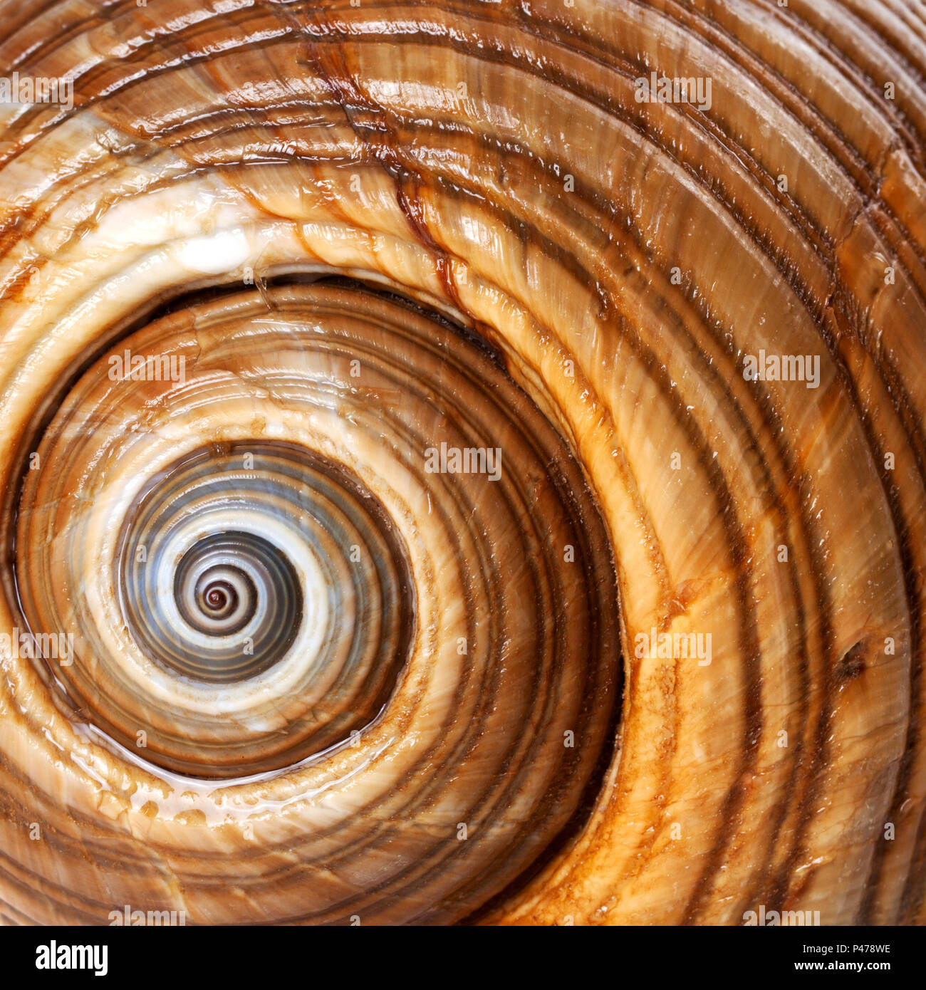 Grand escargot de mer comestible Banque de photographies et d’images à ...