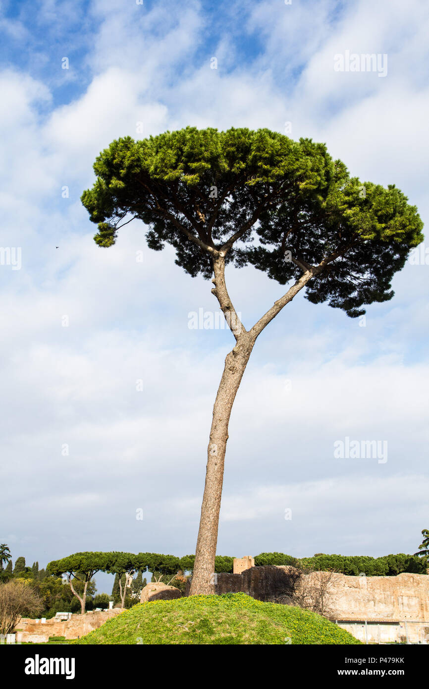 Pinheiro manso Banque de photographies et d’images à haute résolution ...