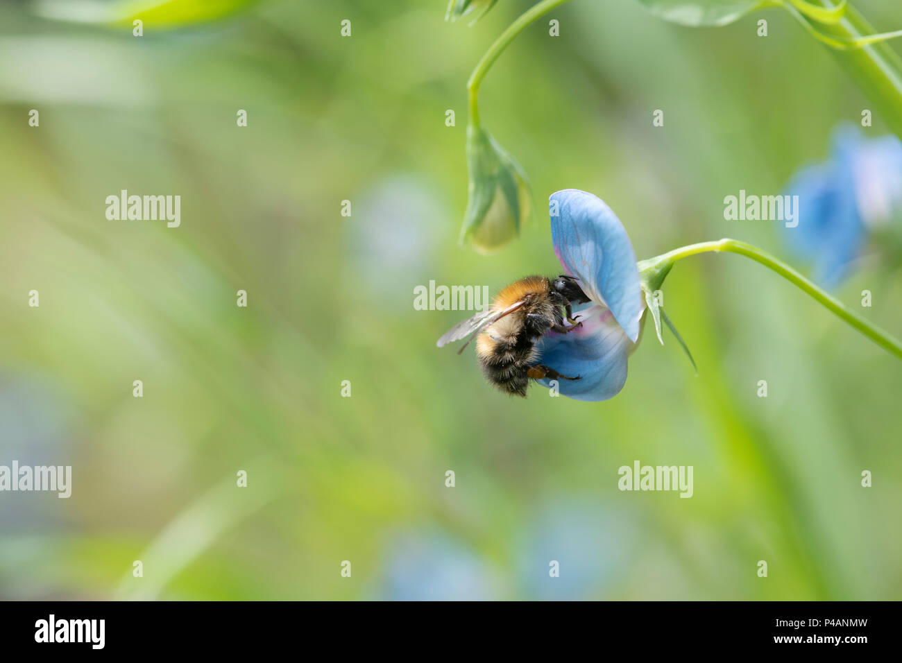 Bombus pascuorum sur Lathyrus sativus var. Azureus. Sweet Pea. La Gesse ...