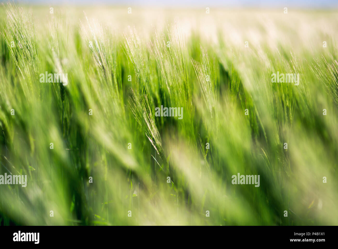 Vert d'orge Banque de photographies et d’images à haute résolution - Alamy