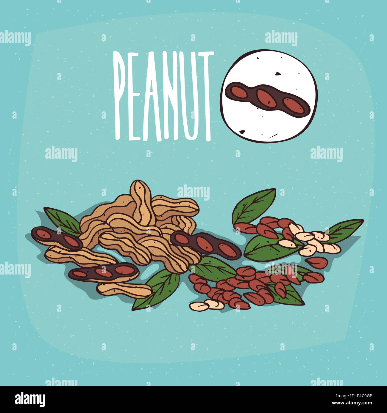 Peanuts cartoon Banque d'images vectorielles - Alamy