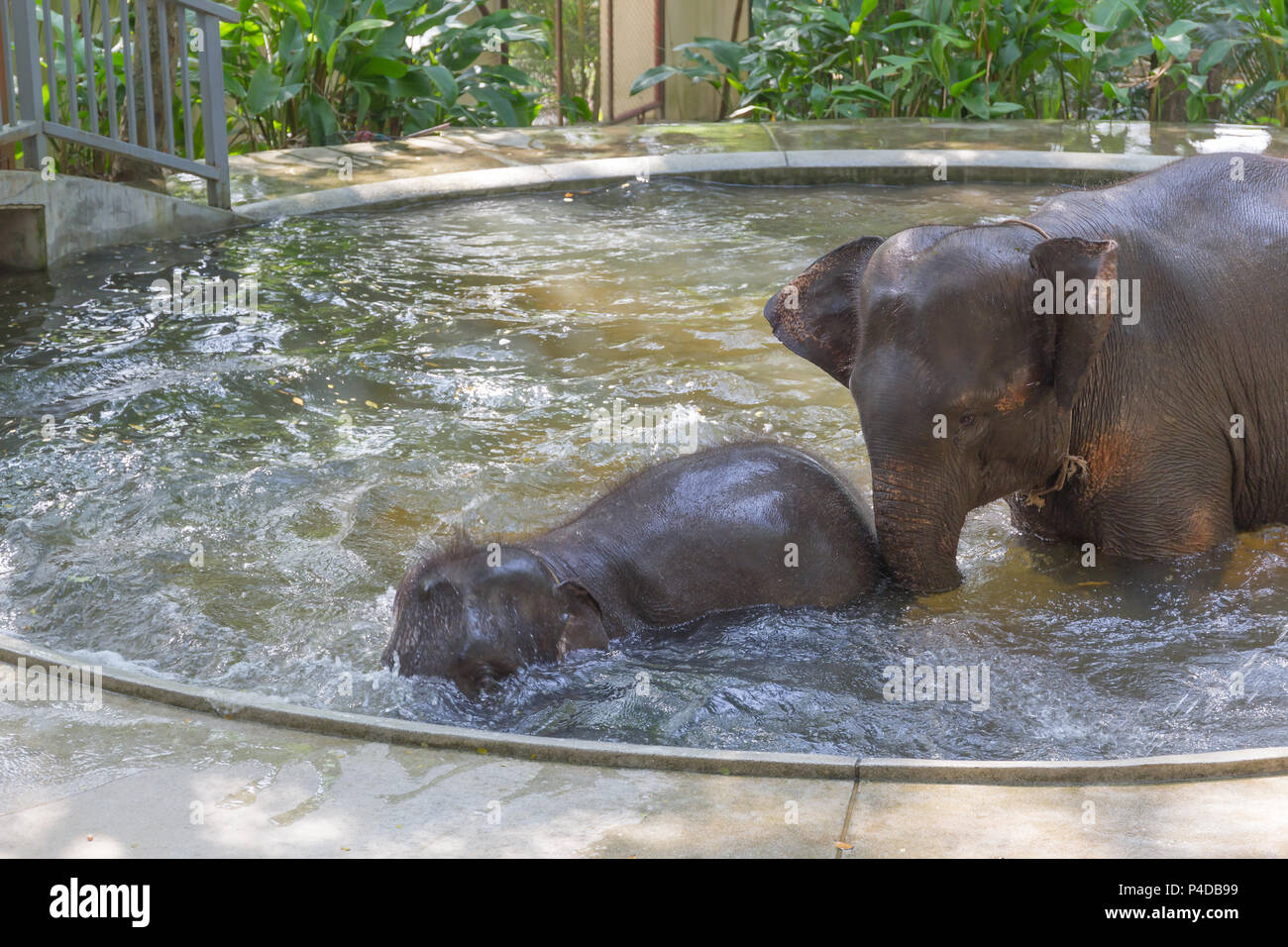 Baby elephant water Banque de photographies et d’images à haute ...