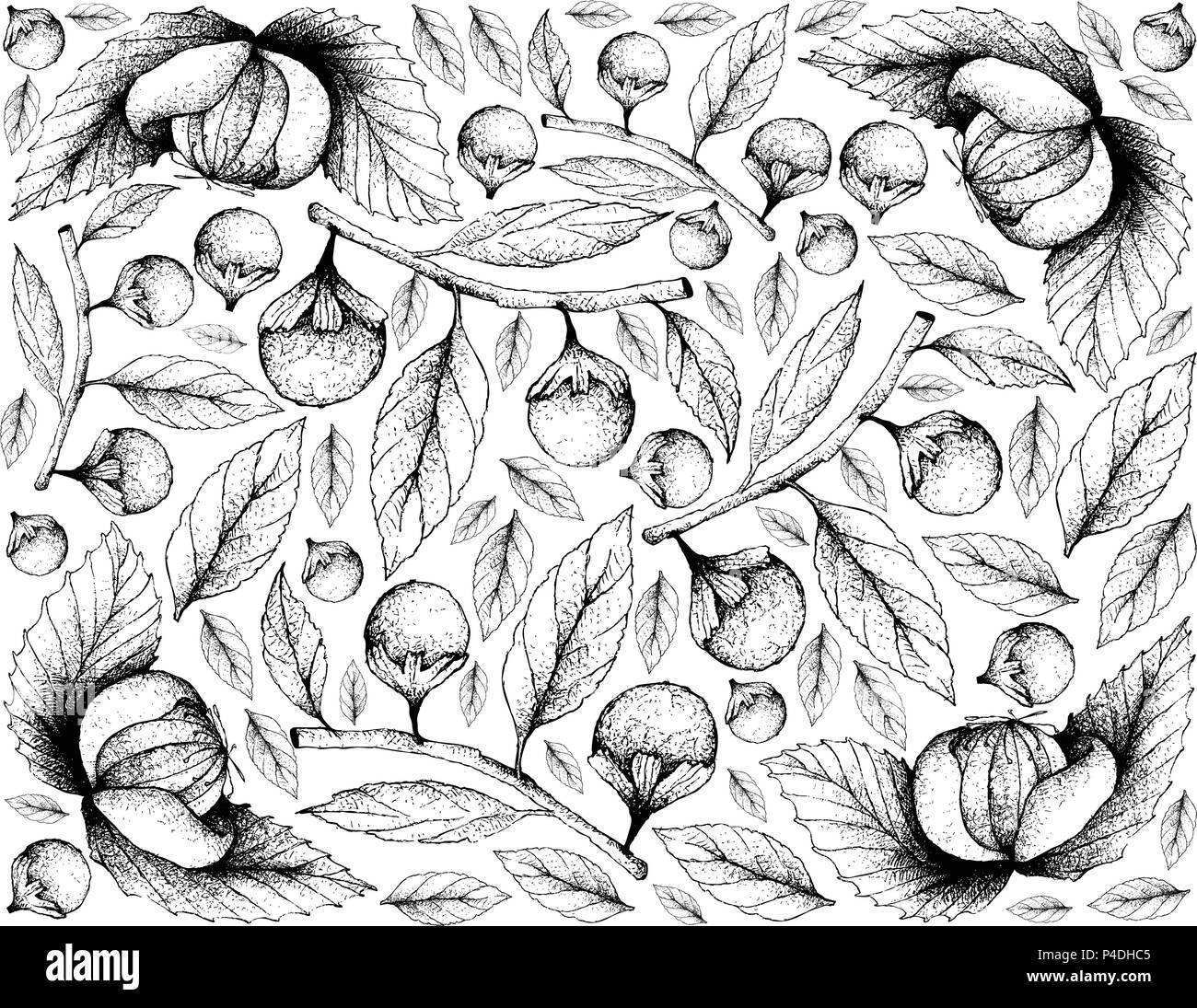 Cordia caffra Banque de photographies et d’images à haute résolution ...