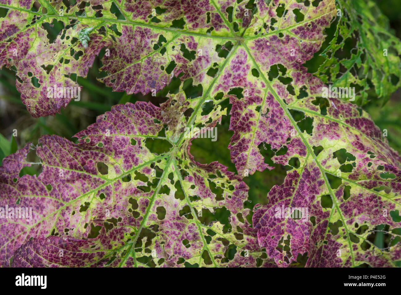 Feuille malade heracleum sphondylium Banque de photographies et d ...