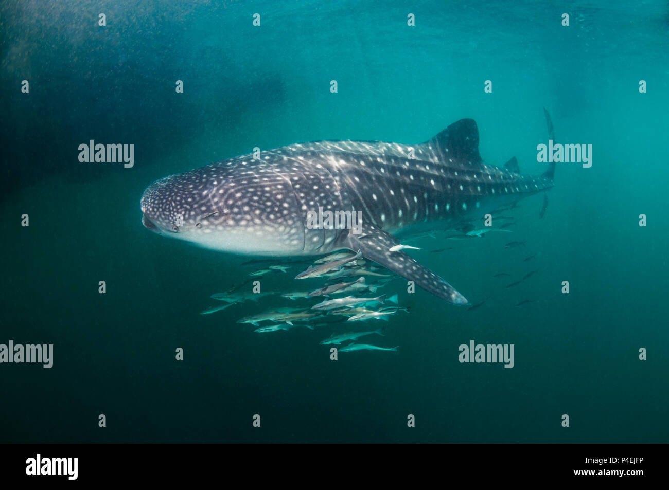 [Le requin baleine Rhincodon typus] avec un grand nombre d'Remoras ...