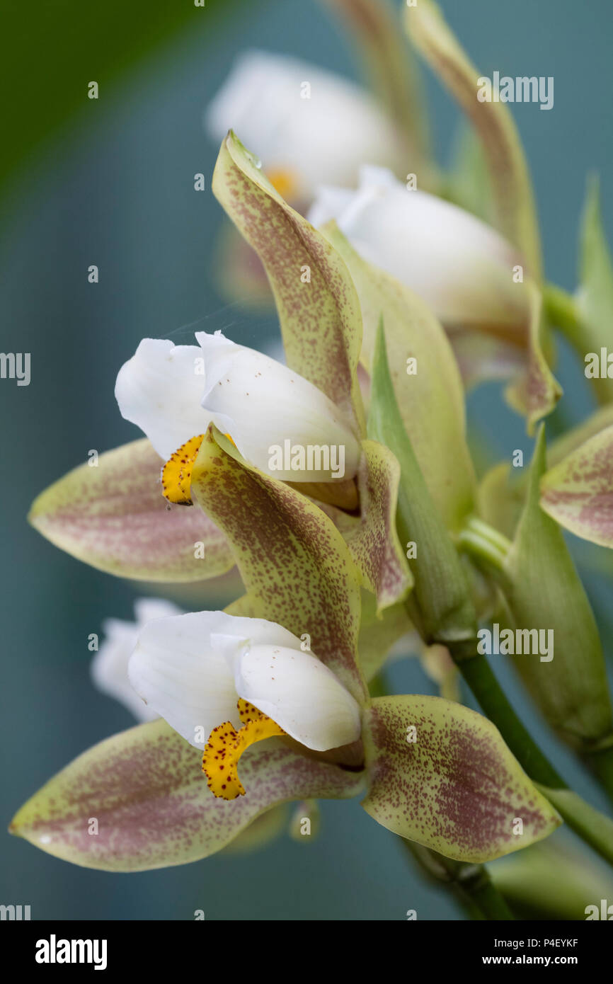 Les Fleurs Orchidees Banque d'image et photos - Alamy