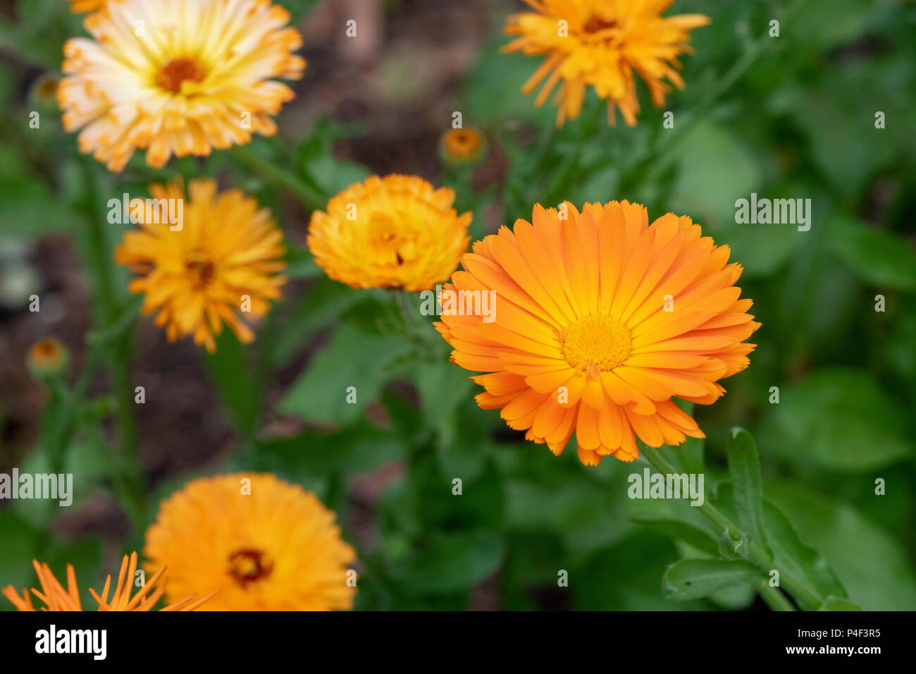 Calendula officinalis Banque de photographies et d’images à haute résolution - Alamy