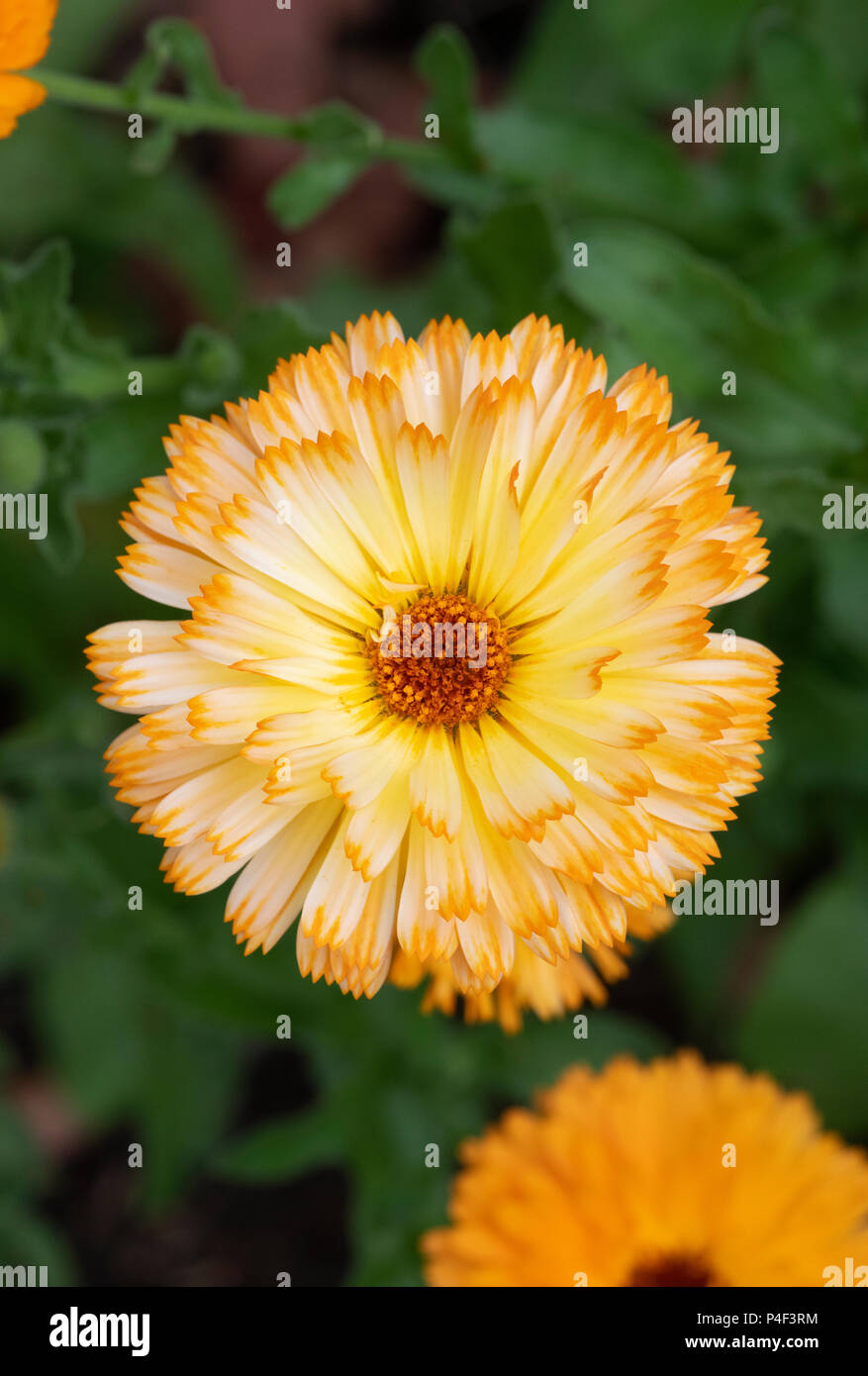 Fleur de calendula officinalis Banque de photographies et d’images à ...