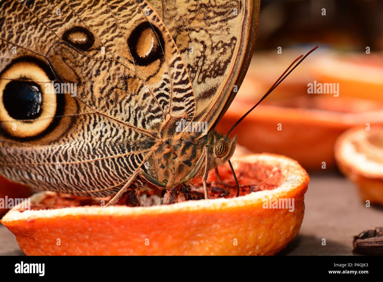 Papillons se nourrissant de fruits Banque de photographies et d’images ...