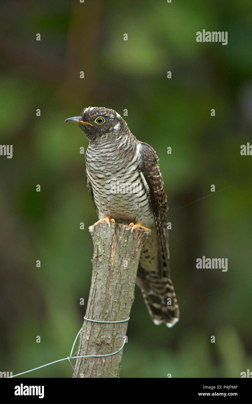 Coucou commun cuculus canorus immature Banque de photographies et d ...