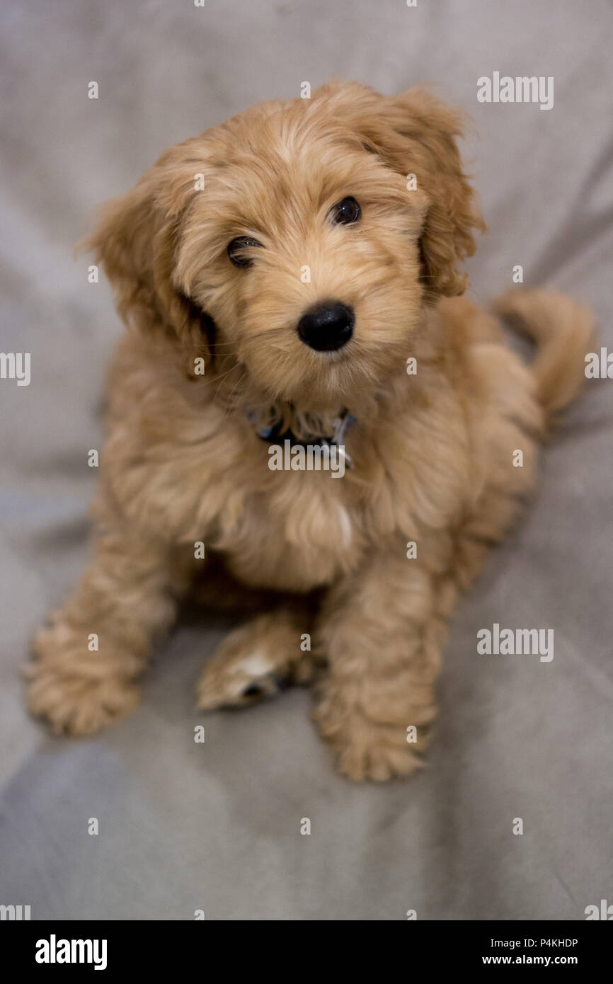 Labradoodle australien Banque de photographies et d’images à haute ...