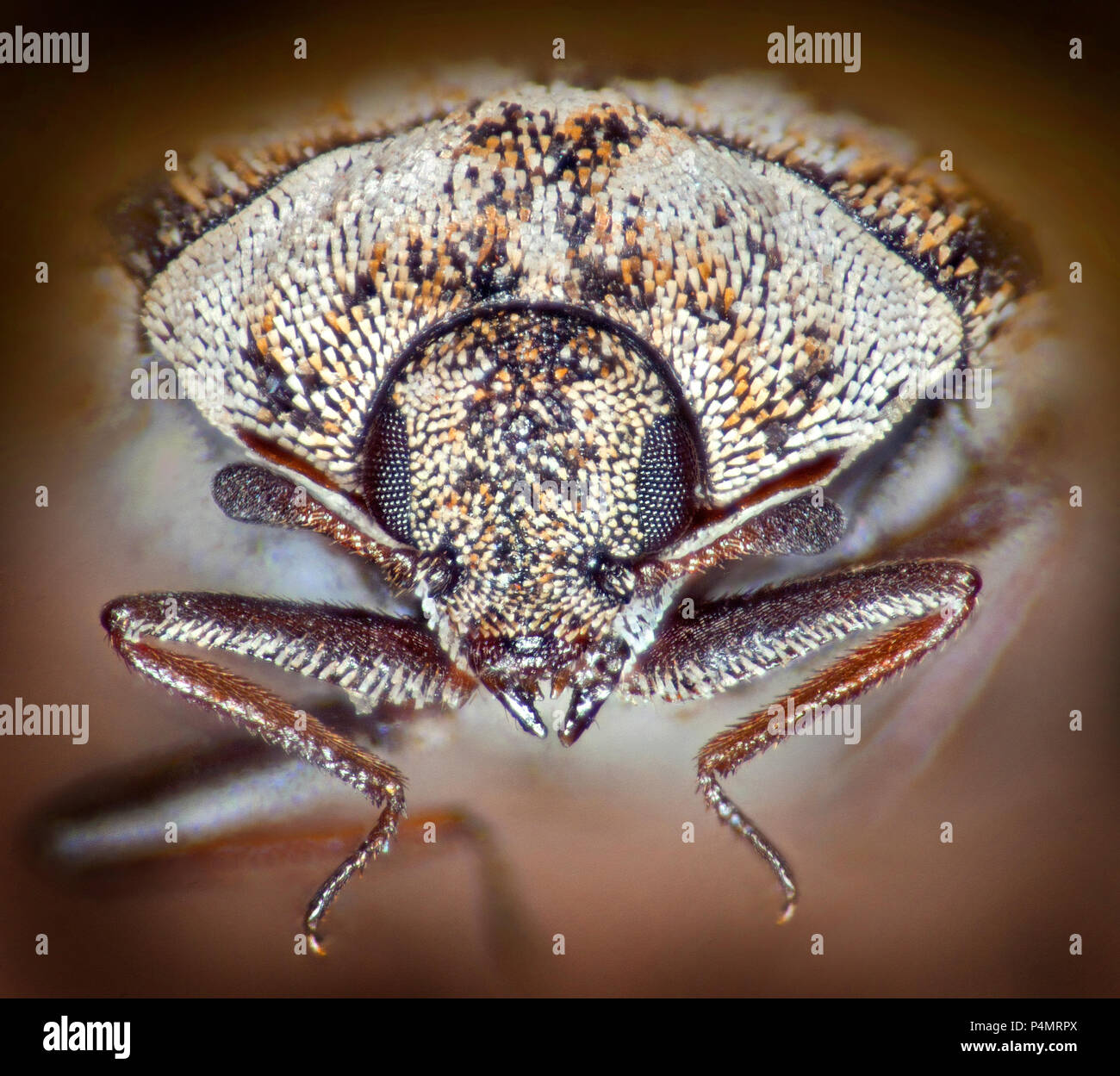 Dendroctone du tapis Banque de photographies et d’images à haute ...