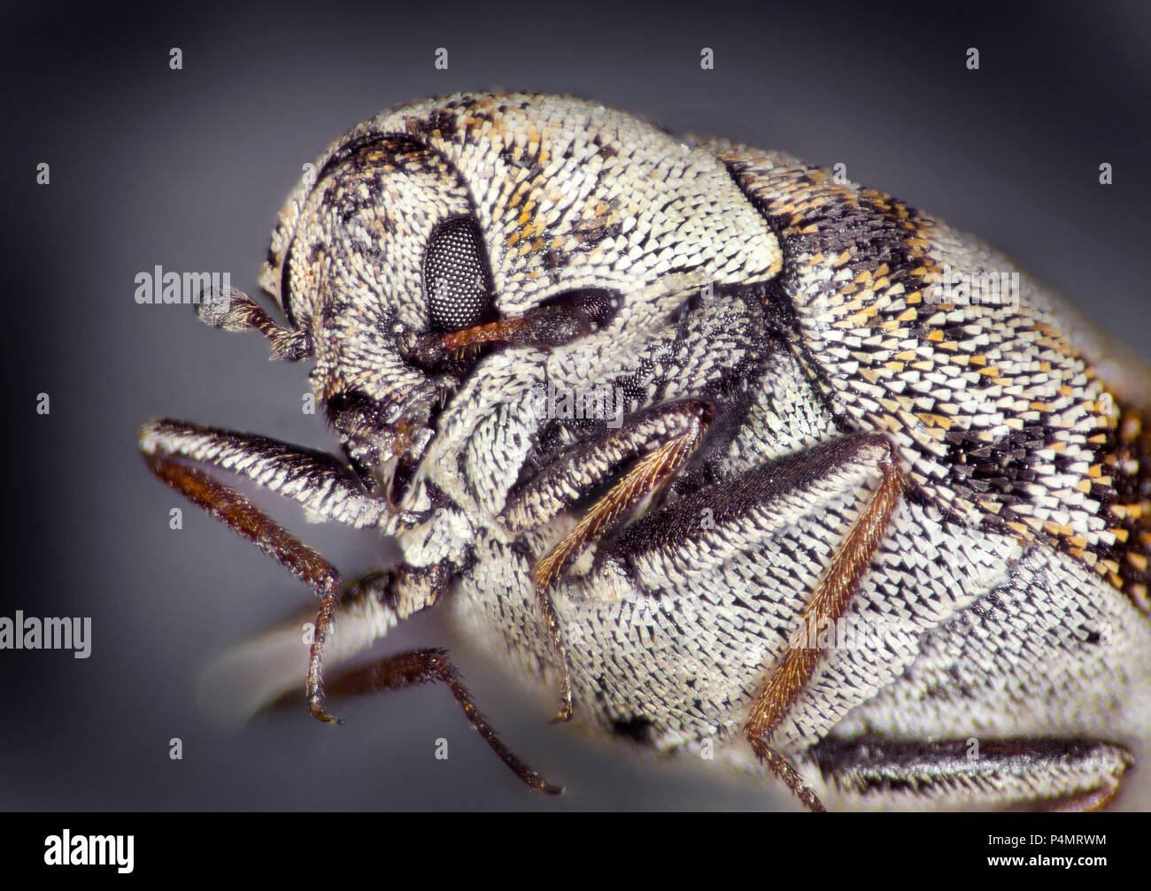 Tapis Naturel Banque d'image et photos - Alamy