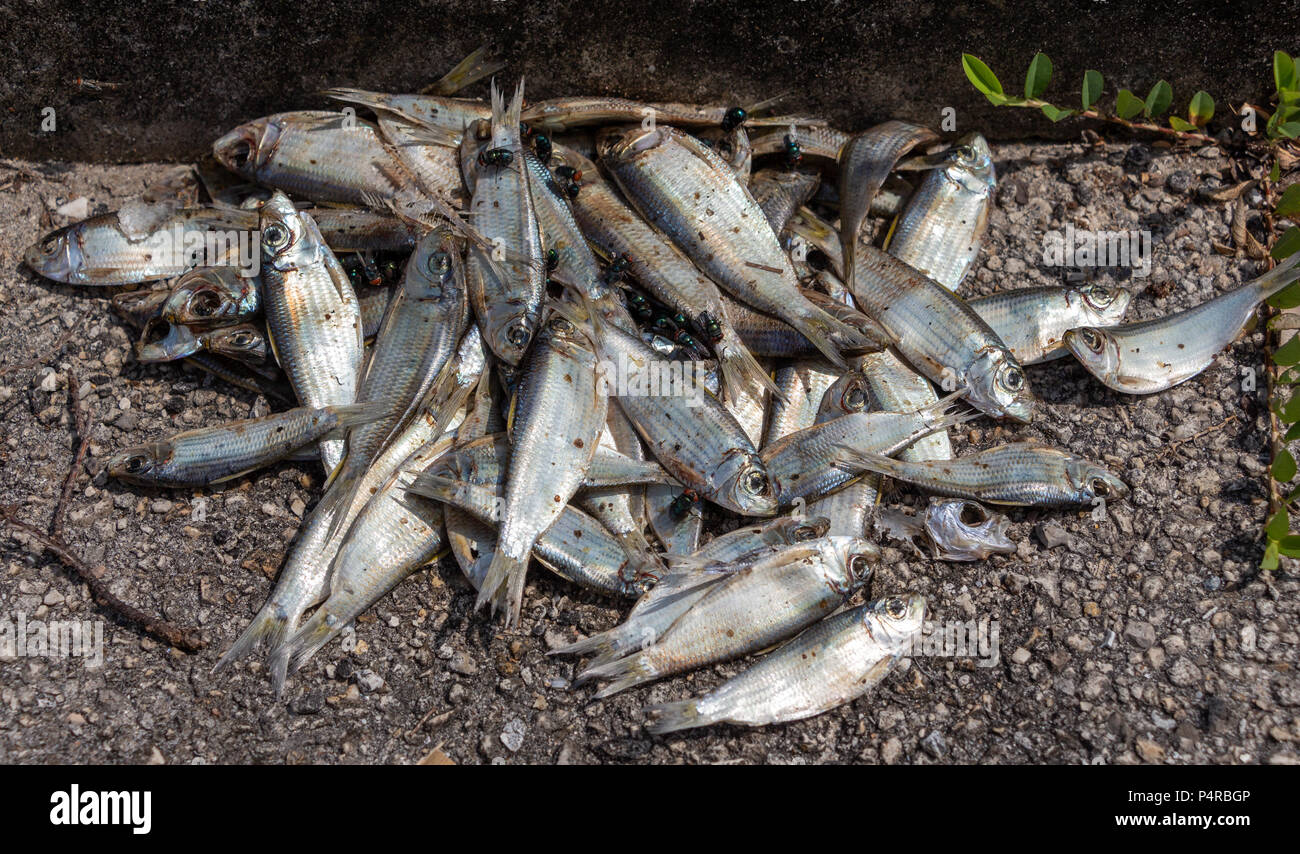 Poissons morts au sol Banque de photographies et d’images à haute ...