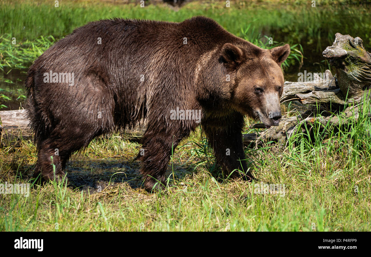 Gros grizzly Banque de photographies et d’images à haute résolution - Alamy