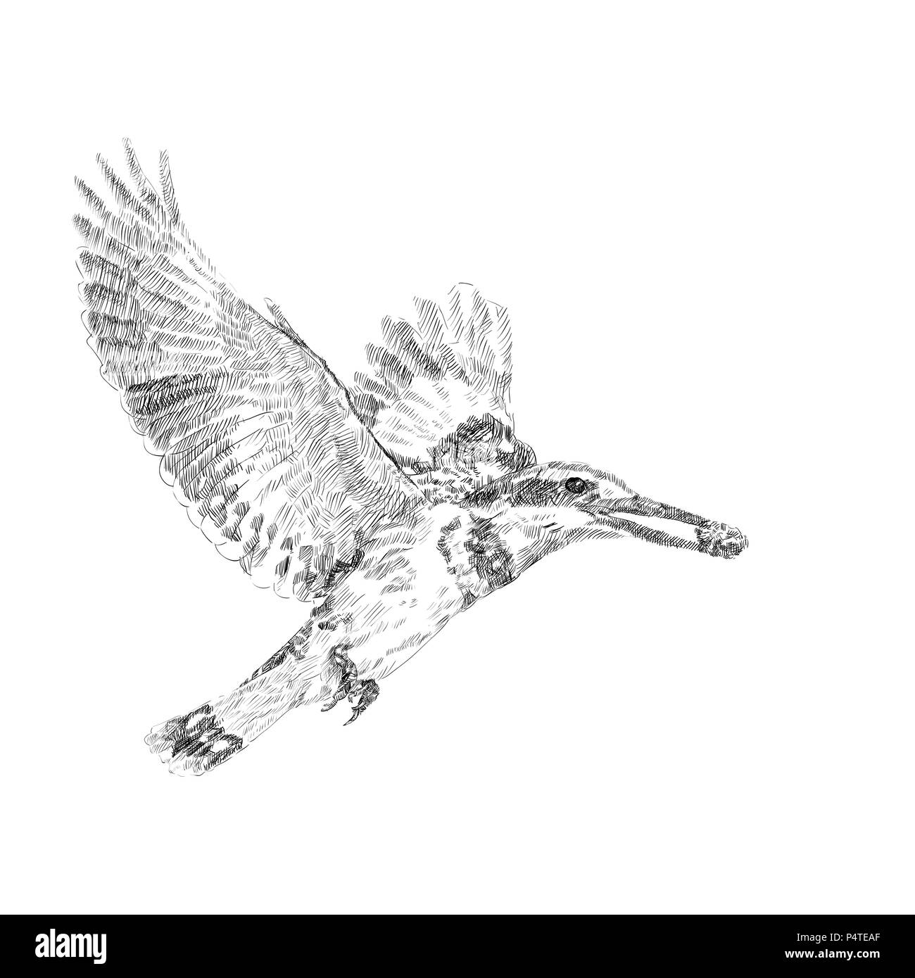 Dessin de Pired Kingfiher battant tout en maintenant l'alimentation ...