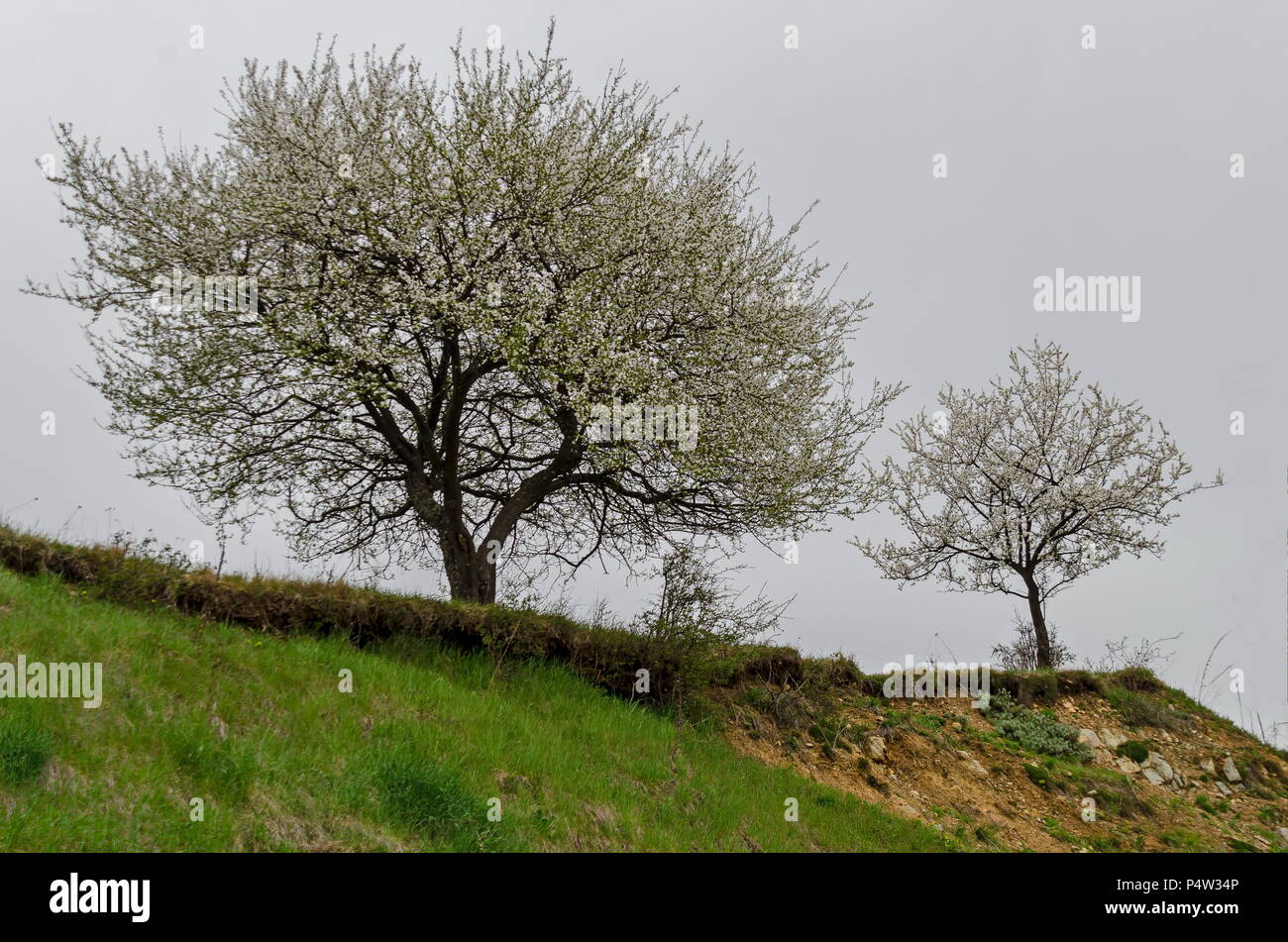Prunier sauvage Banque de photographies et d’images à haute résolution ...