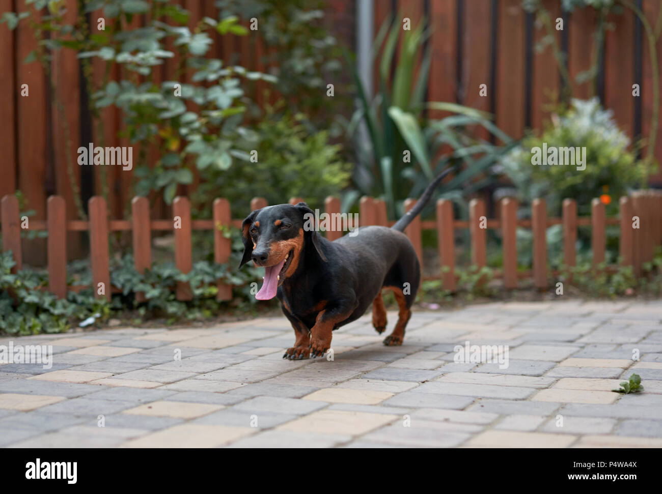 Teckel noir Banque de photographies et d’images à haute résolution - Alamy