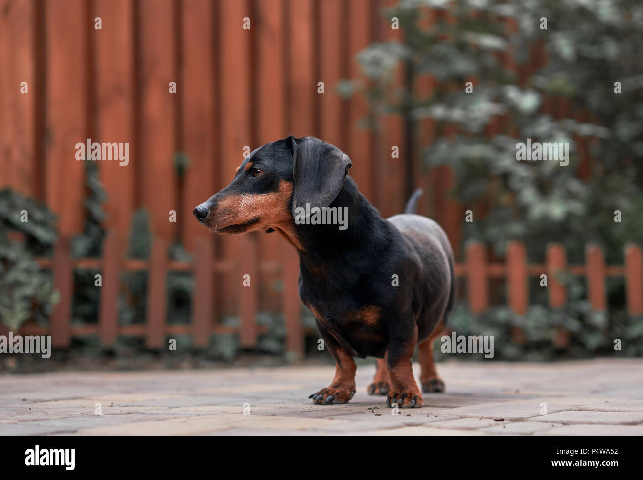 Teckel noir Banque de photographies et d’images à haute résolution - Alamy