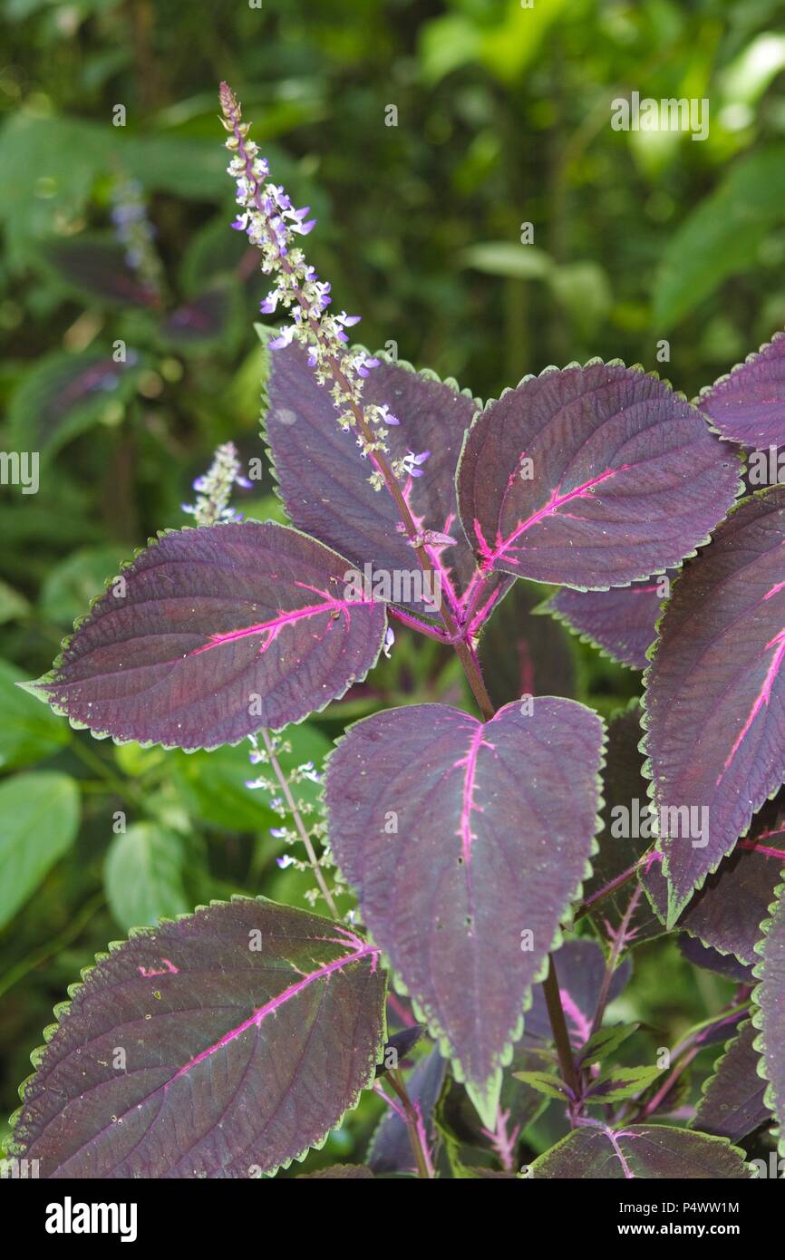 Patiquina Roja (Dieffenbachia spp.). Plantes médicinales pour soulager ...