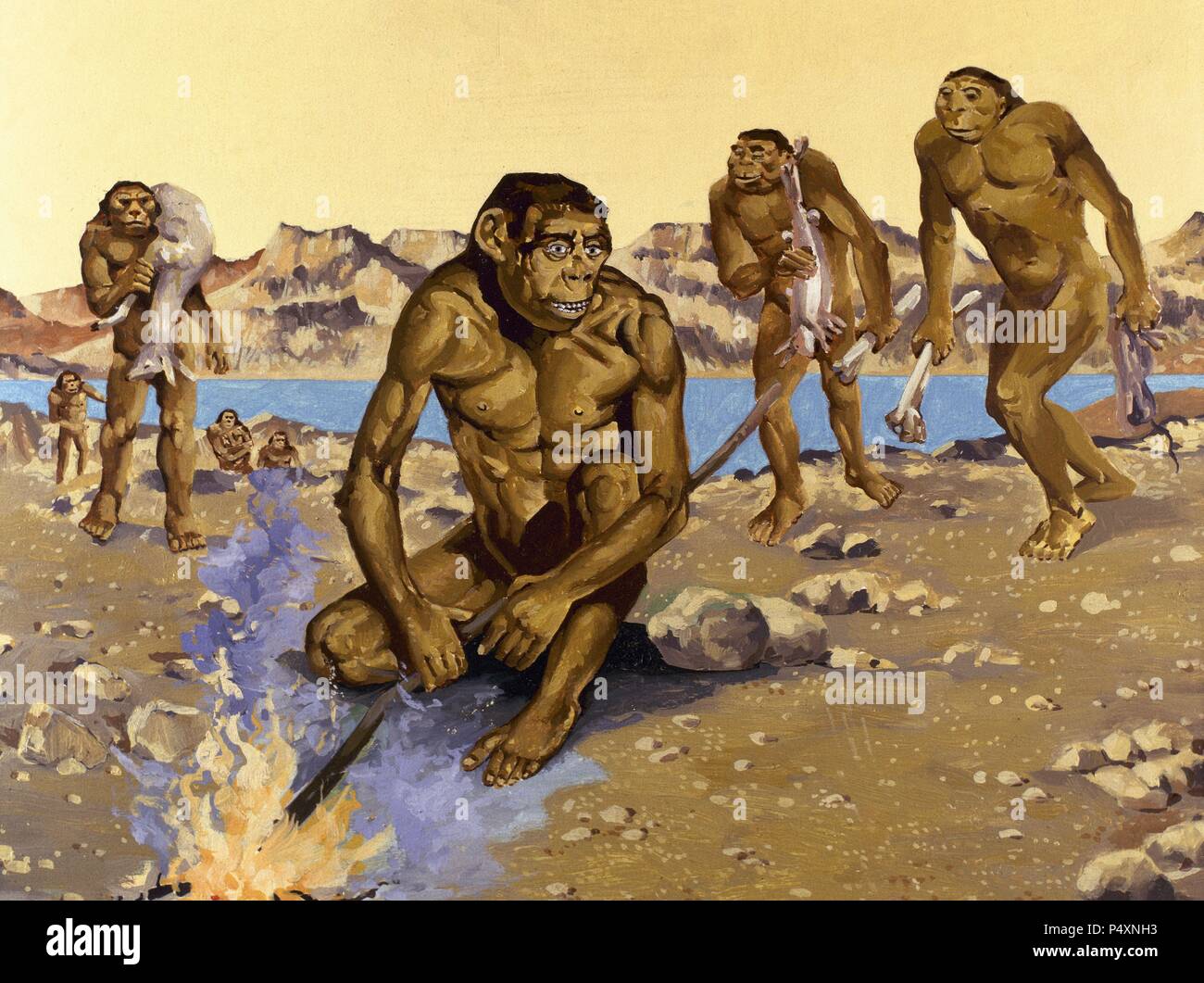 Pithecanthropus erectus Banque de photographies et d’images à haute résolution - Alamy