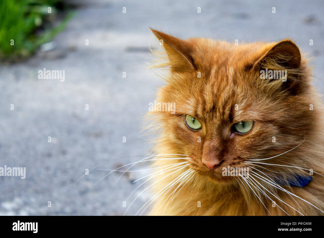 Chat prima Banque de photographies et d’images à haute résolution - Alamy