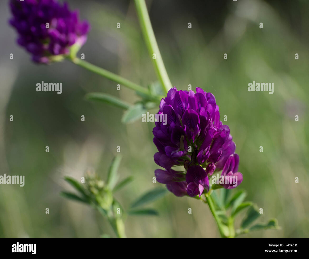 Fleur De Luzerne Banque d'image et photos - Alamy