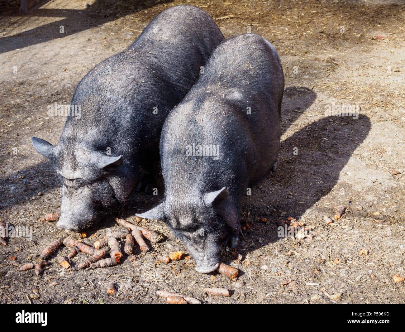 Manger des cochons Banque de photographies et d’images à haute ...