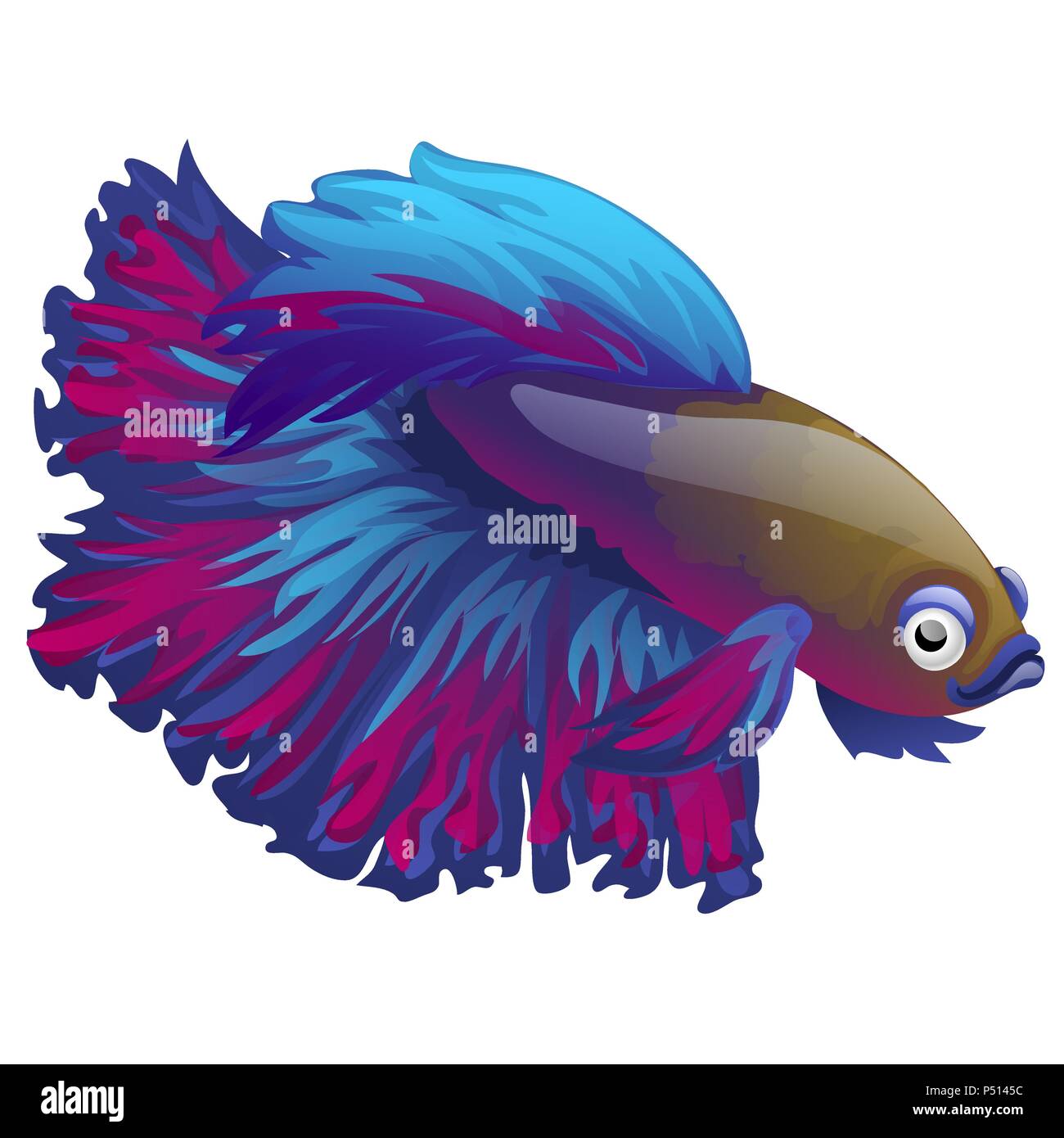 Betta splendens Banque d'images vectorielles - Alamy