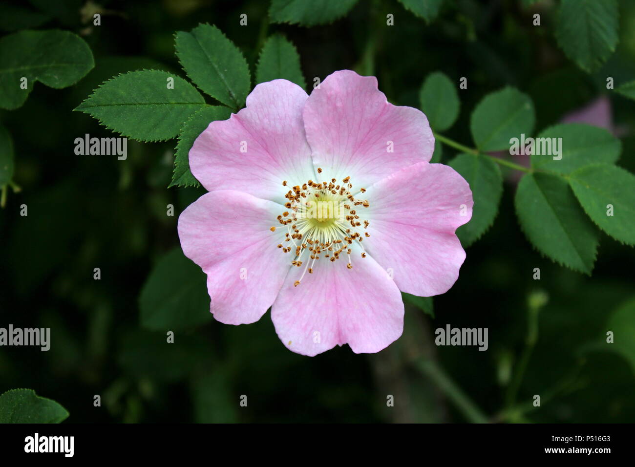Eglantine flower Banque de photographies et d’images à haute résolution ...