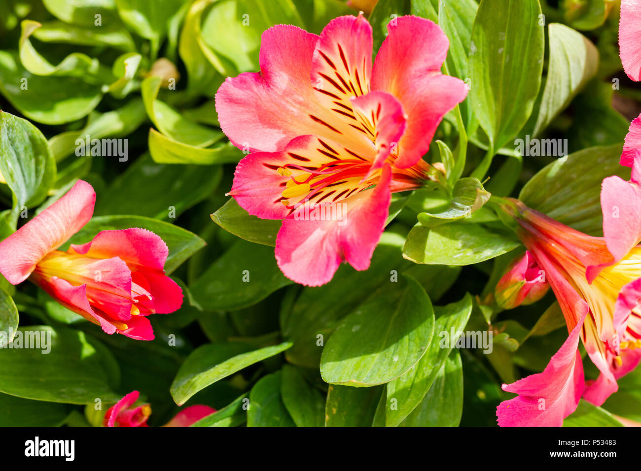 Alstroemeria inticancha sunshine Banque de photographies et d’images à ...