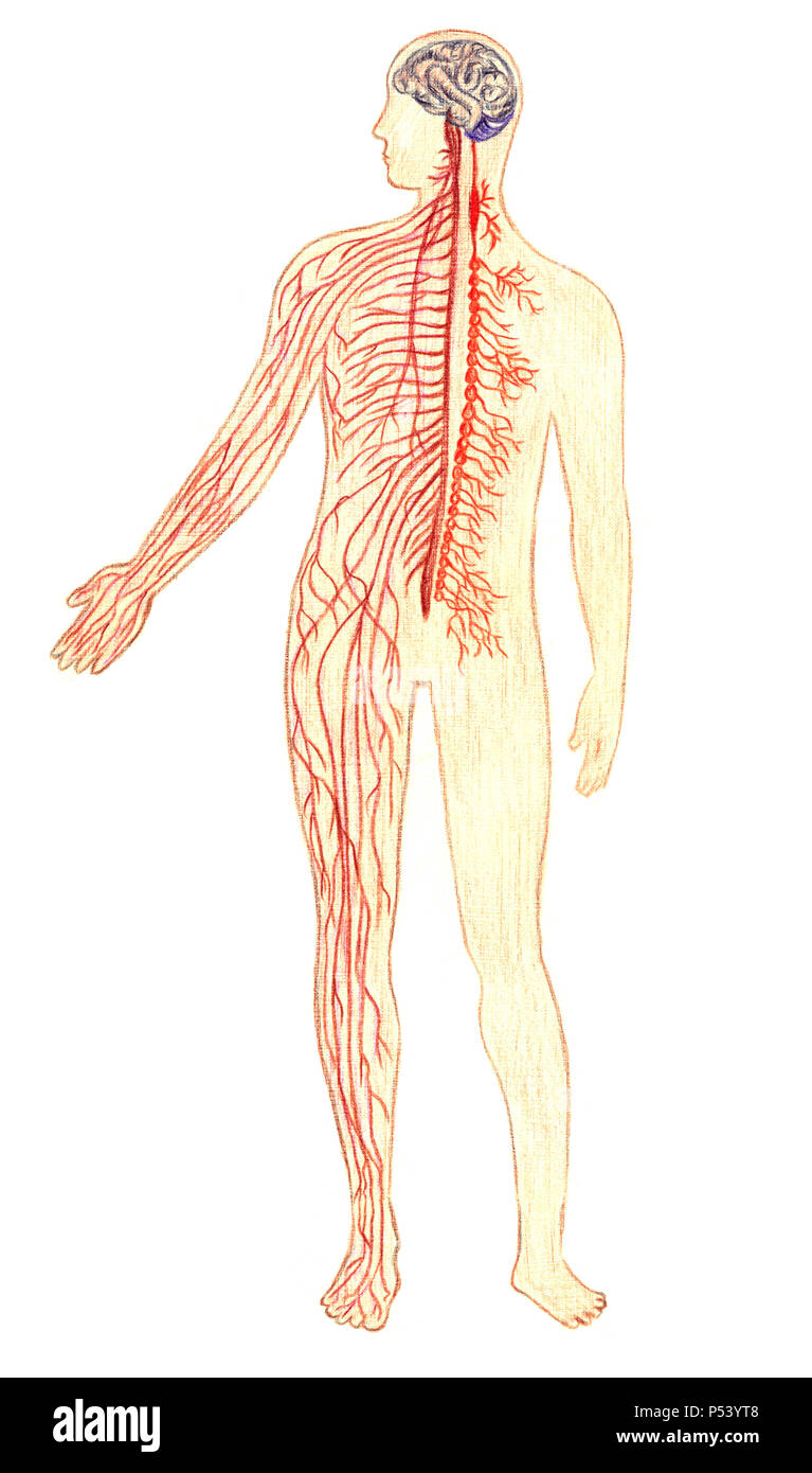 Le système nerveux humain, illustration médicale dessiné à la main ...