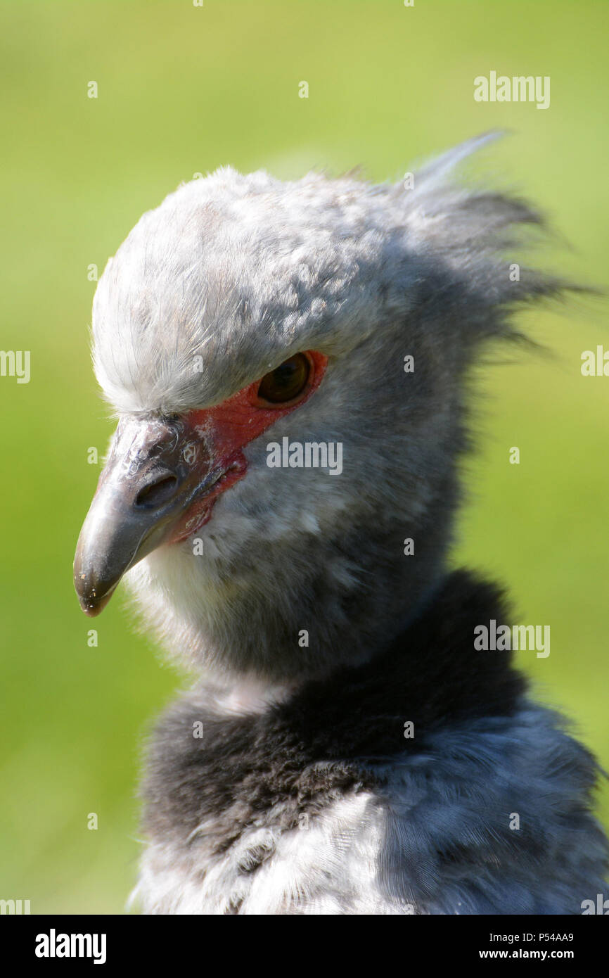 Crested screamer Banque de photographies et d’images à haute résolution ...