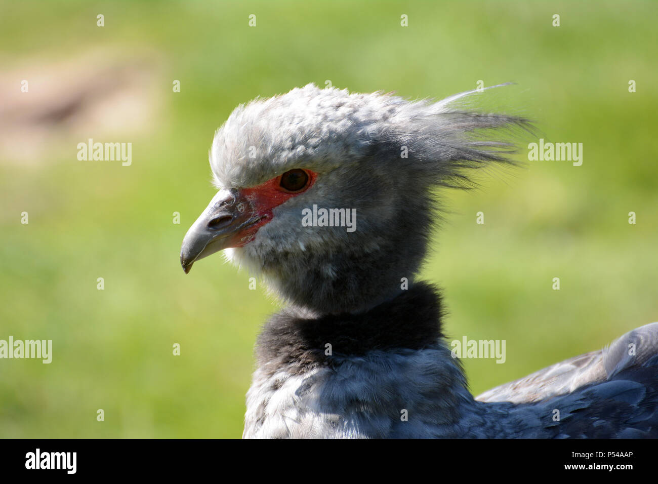 Crested screamer Banque de photographies et d’images à haute résolution ...