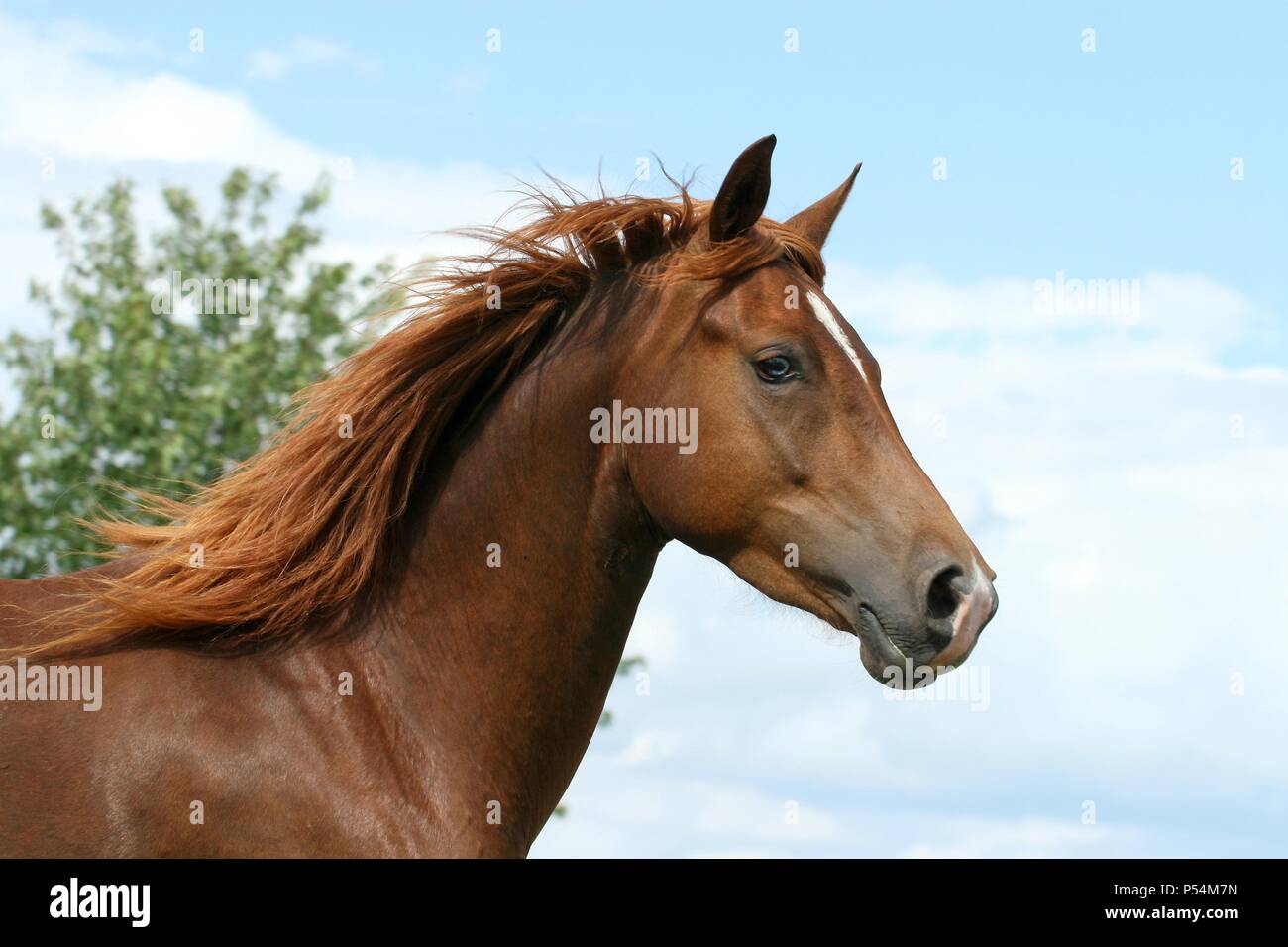 Animaux morgan portrait de cheval Banque de photographies et d’images à ...