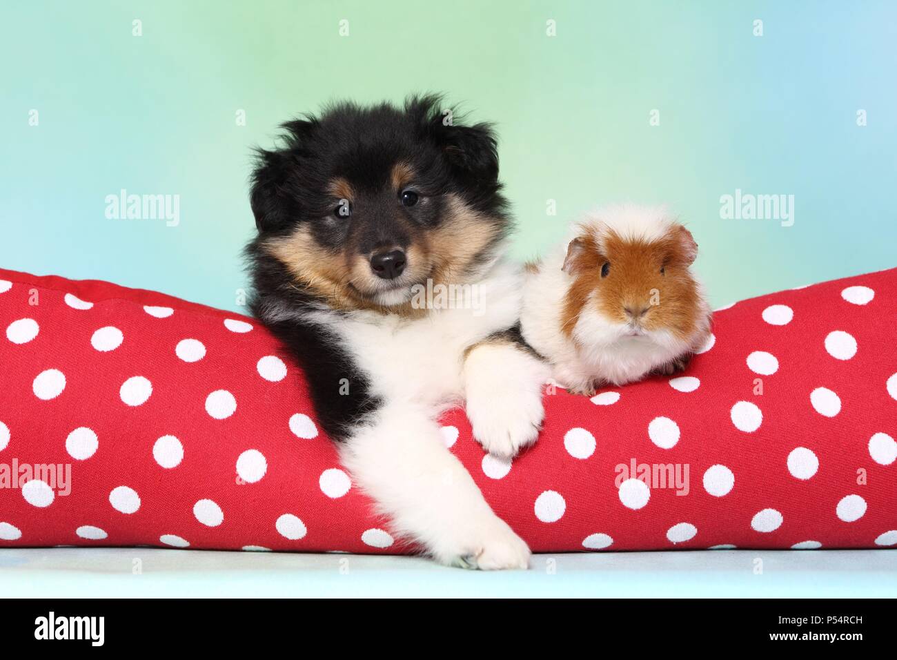 Cobayes de race Banque de photographies et d’images à haute résolution - Alamy