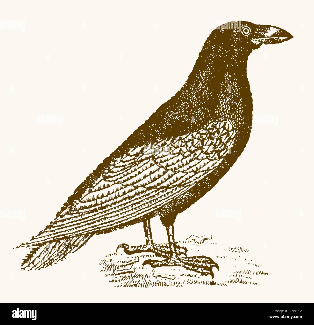 Profil de corbeau commun Banque d'images vectorielles - Alamy