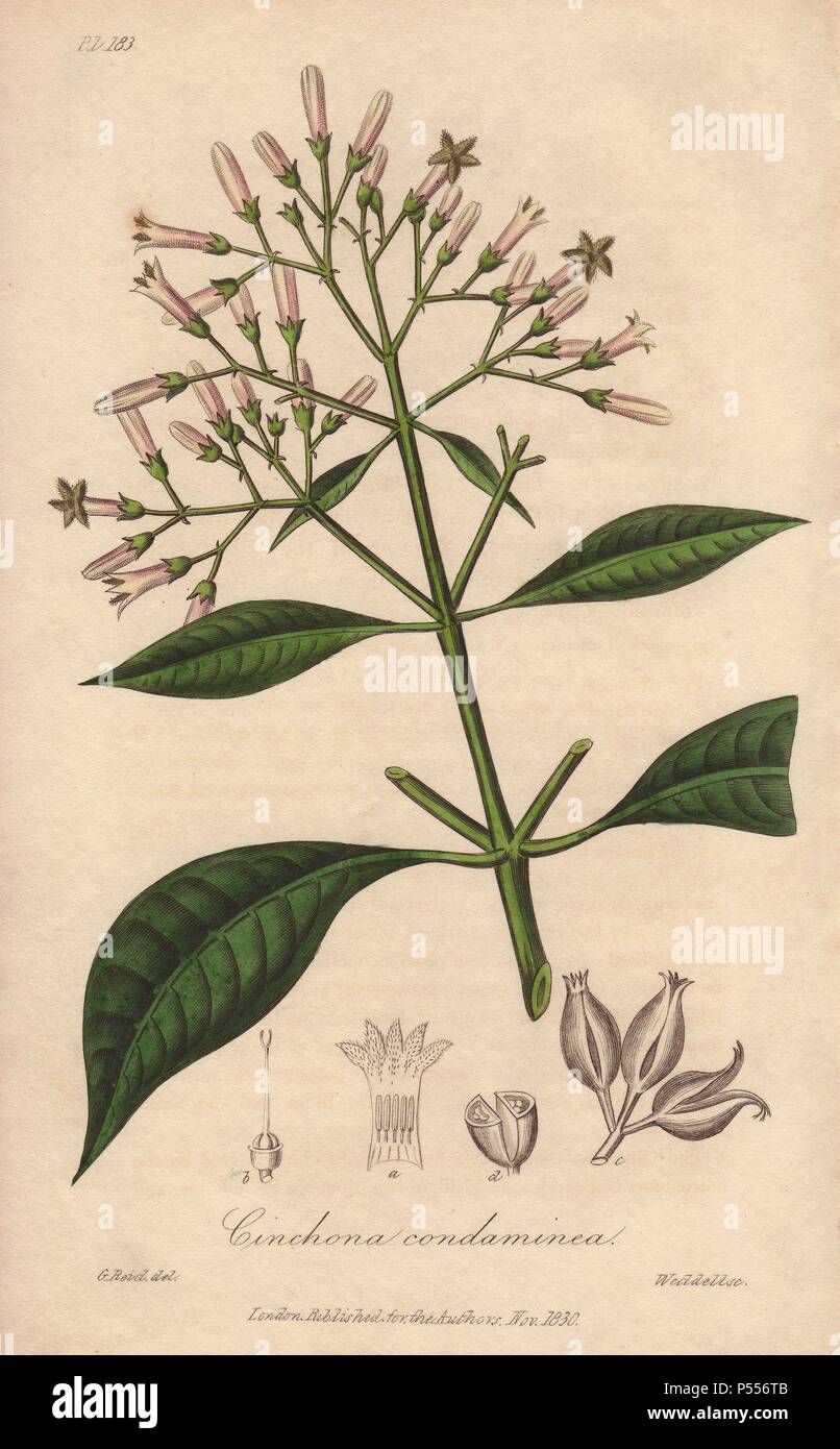 Quinine plant cinchona Banque de photographies et d’images à haute ...