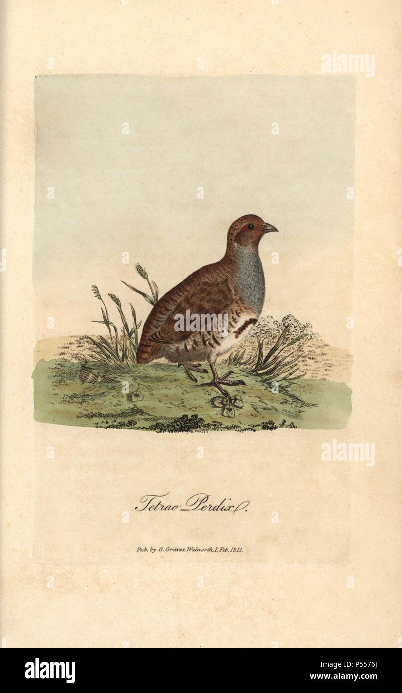 Perdrix perdrix gris anglais Banque de photographies et d’images à ...