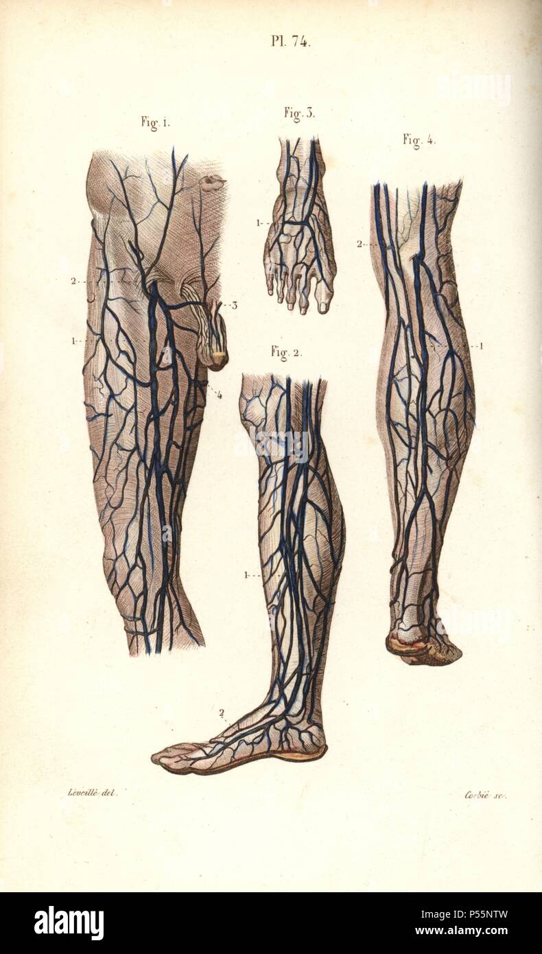 Des veines à la jambe et pied. Gravure coloriée par Corbie d'un dessin ...