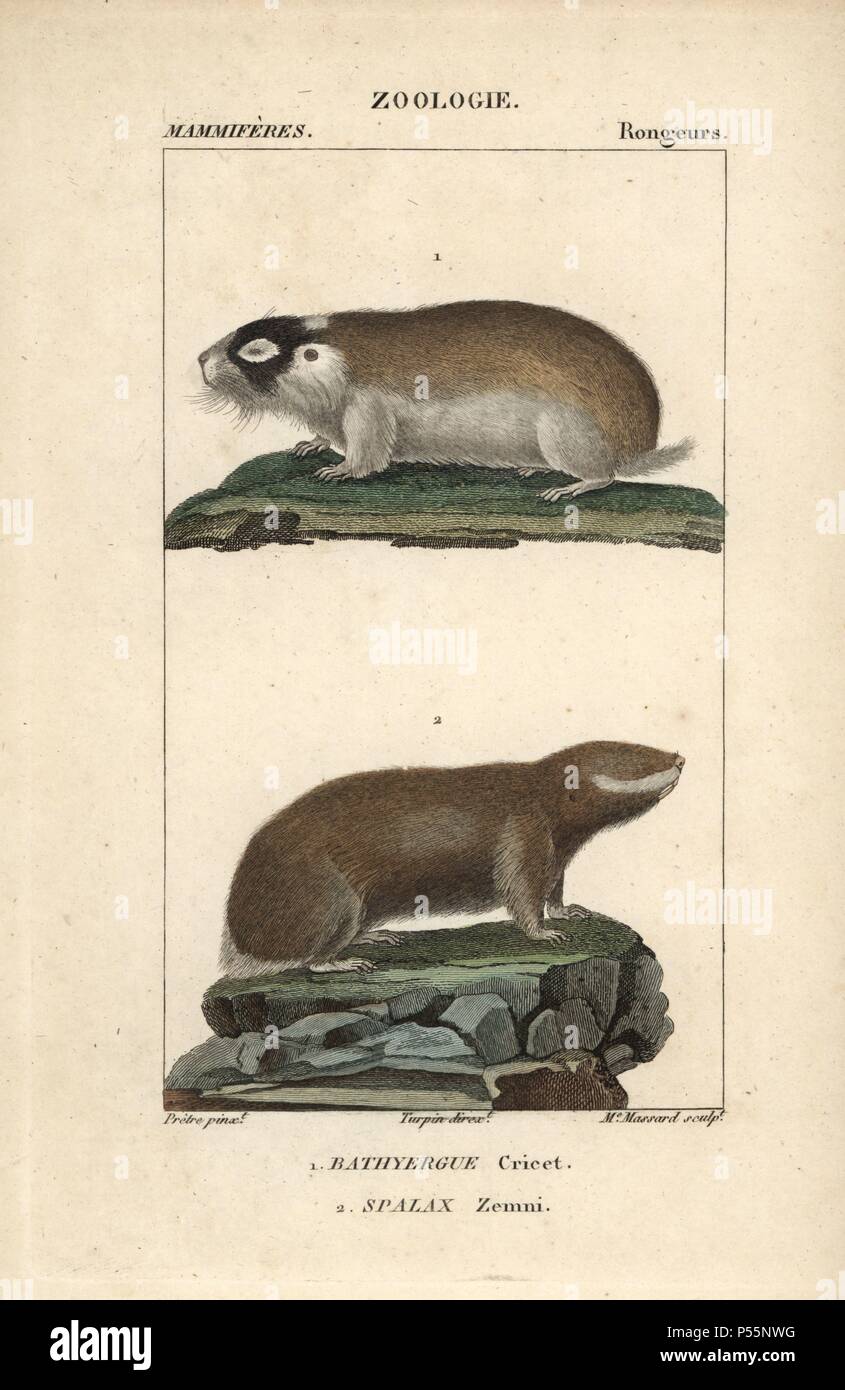 Spalax zemni Banque de photographies et d’images à haute résolution - Alamy