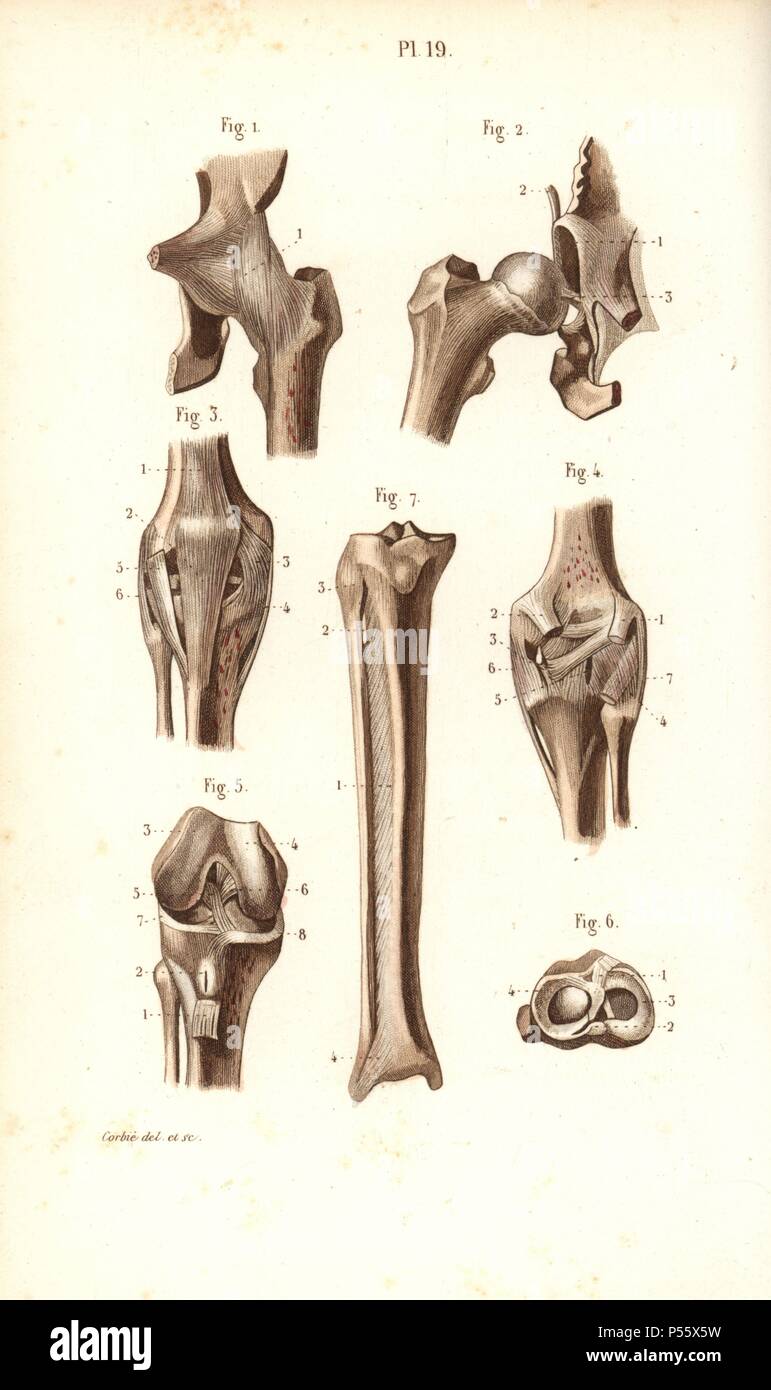 Dessin anatomie cuisse Banque de photographies et d’images à haute ...